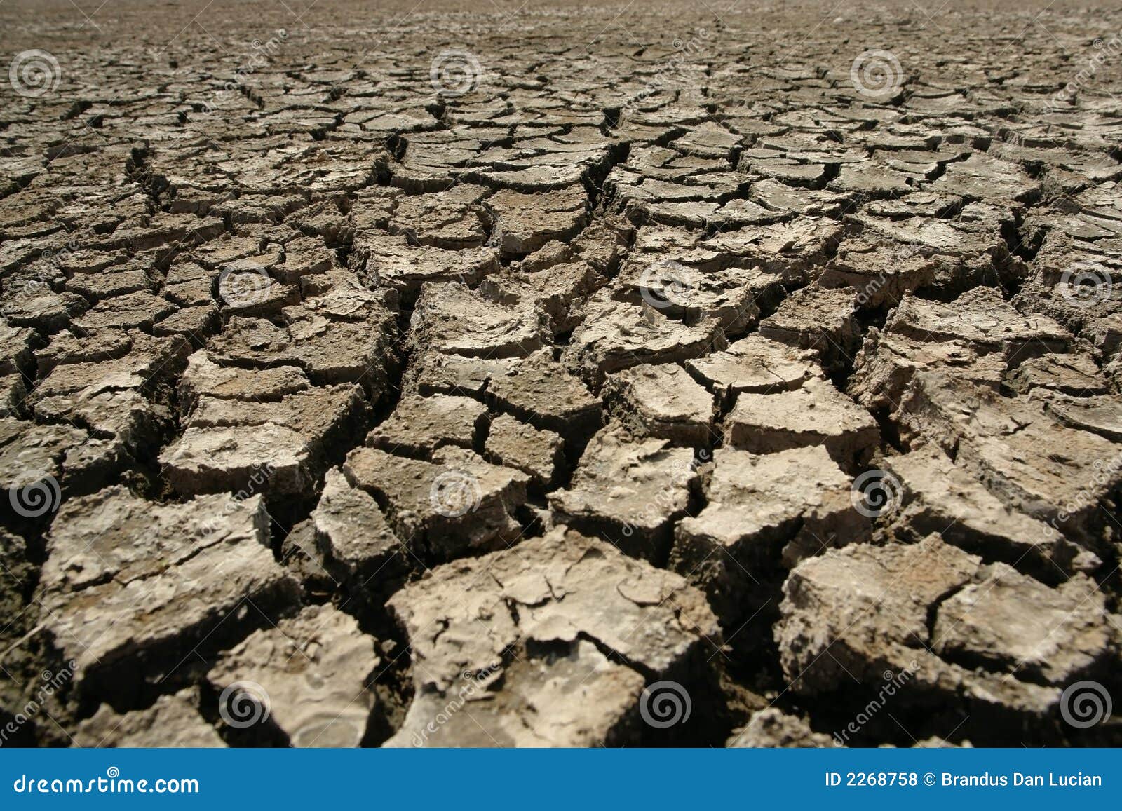 Cracked earth stock photo. Image of grainy, evaporated - 2268758