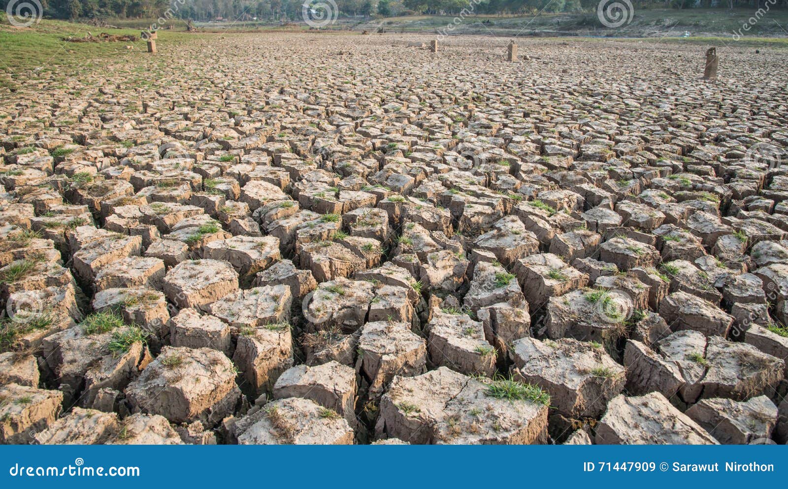 Cracked Earth,Drought,Dry Land,Dry Tree,Dry Dam. Stock Image - Image of ...