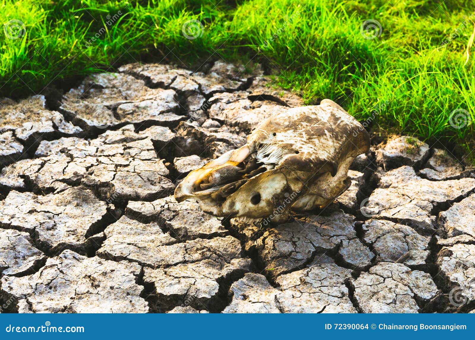 The Cracked Earth Ground in the Field Stock Photo - Image of dark ...