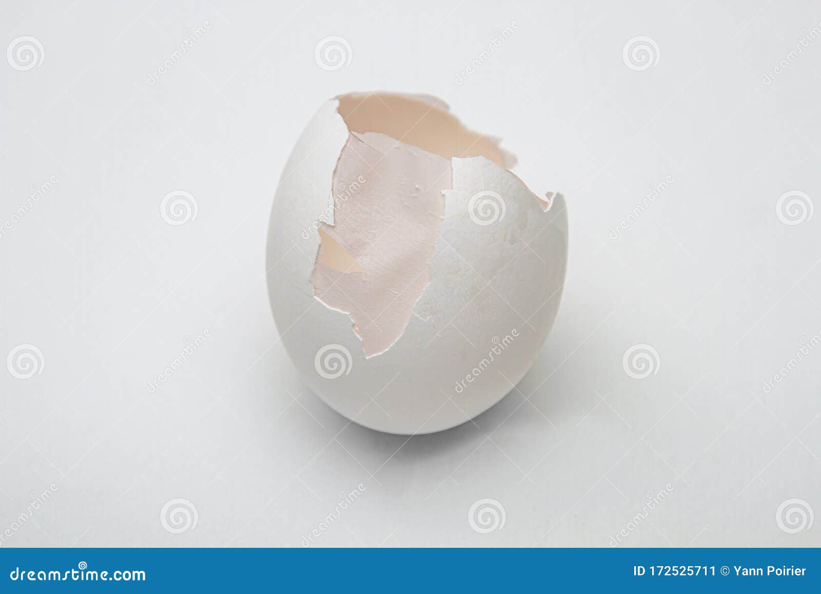 Shell and skin stock image. Image of easter, healthy - 172525711