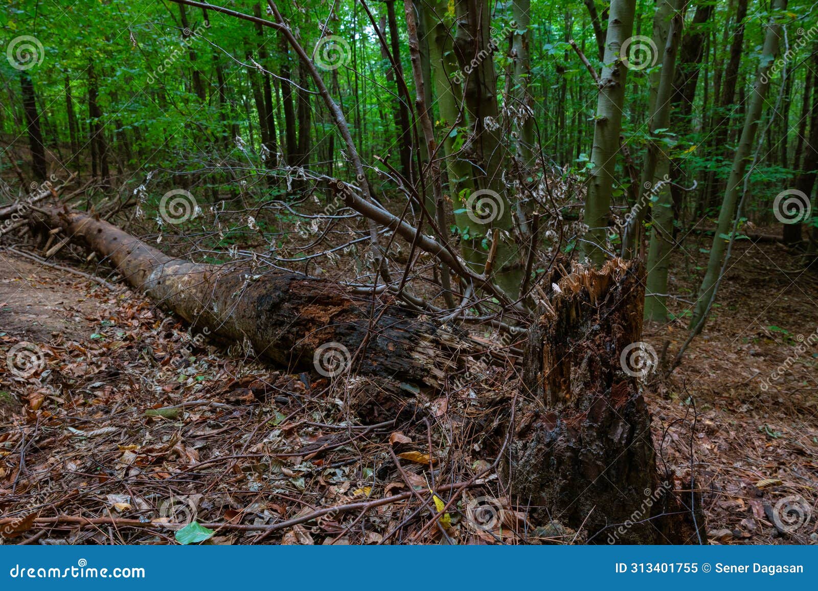 Cracked and Fallen Dead Tree in the Forest. Biodiversity Concept Stock ...