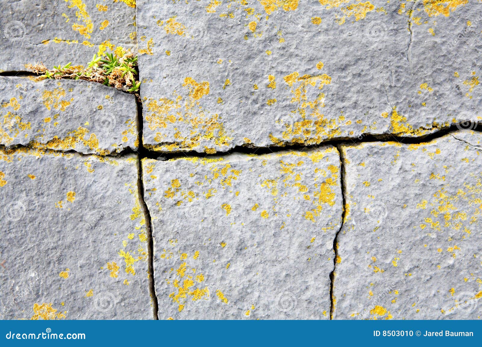 3,685 Growth Granite Stock Photos - Free & Royalty-Free Stock Photos ...