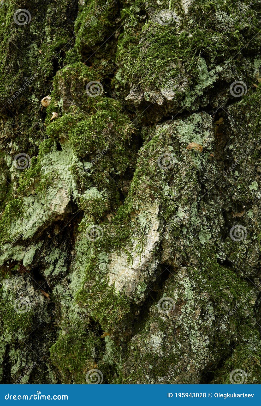 Moss-covered Trunk of Old Birch Tree. Close-up Vertical Photo Stock ...
