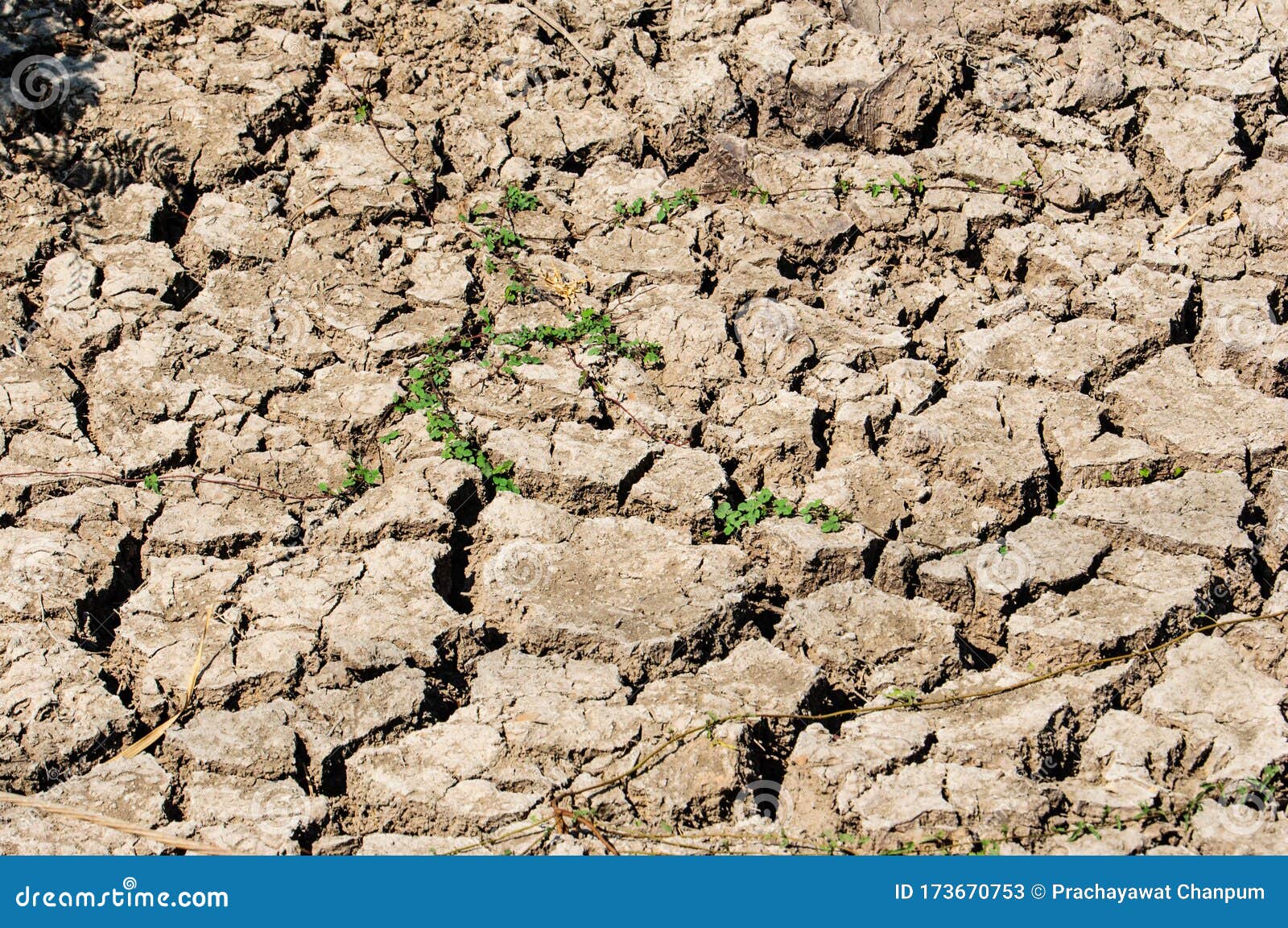 Cracked Ground Cause of Drought Effect Stock Image - Image of effect ...