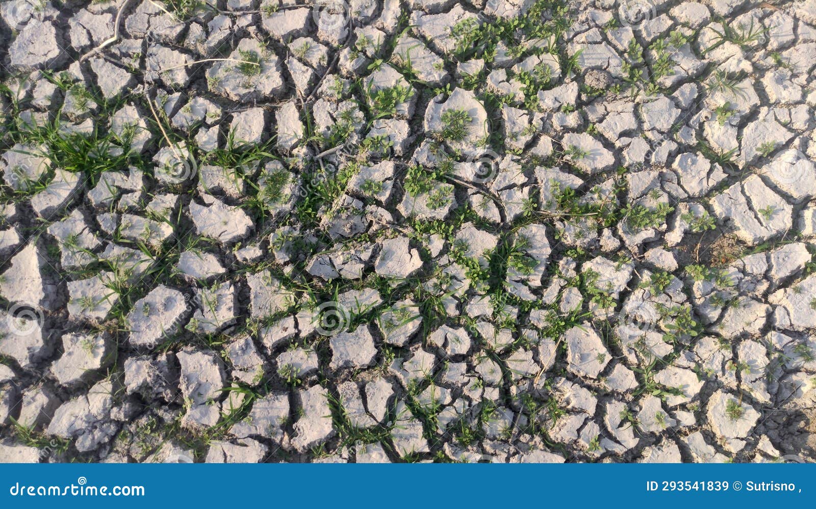 Cracked Ground with Some Grass during Dry Season Stock Image - Image of ...