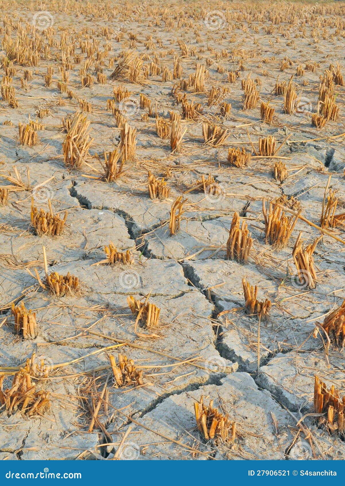 Cracked Harvested Paddy Field Land Stock Image - Image of stem, desert ...