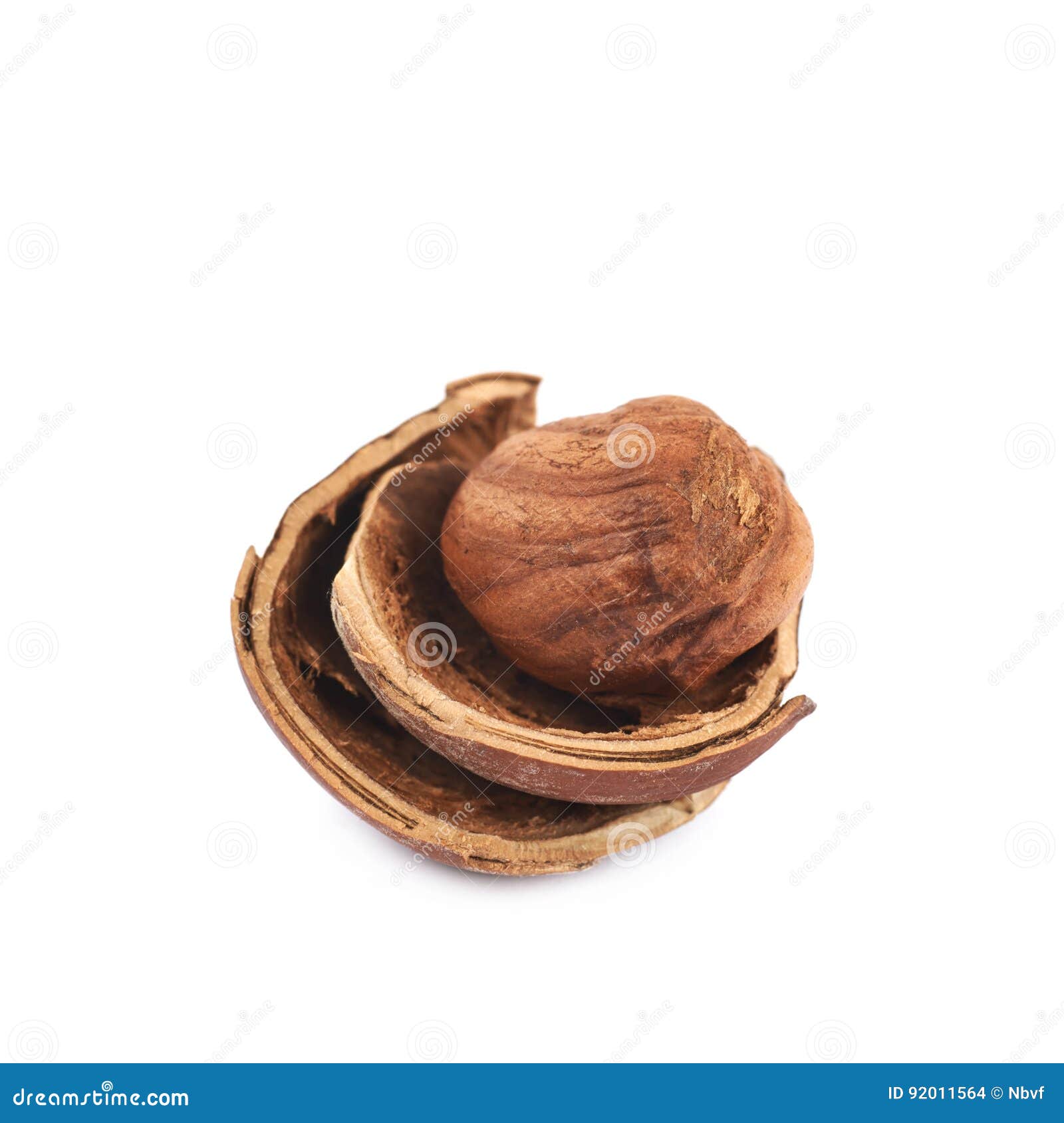 Cracked hazelnut isolated stock photo. Image of dried - 92011564
