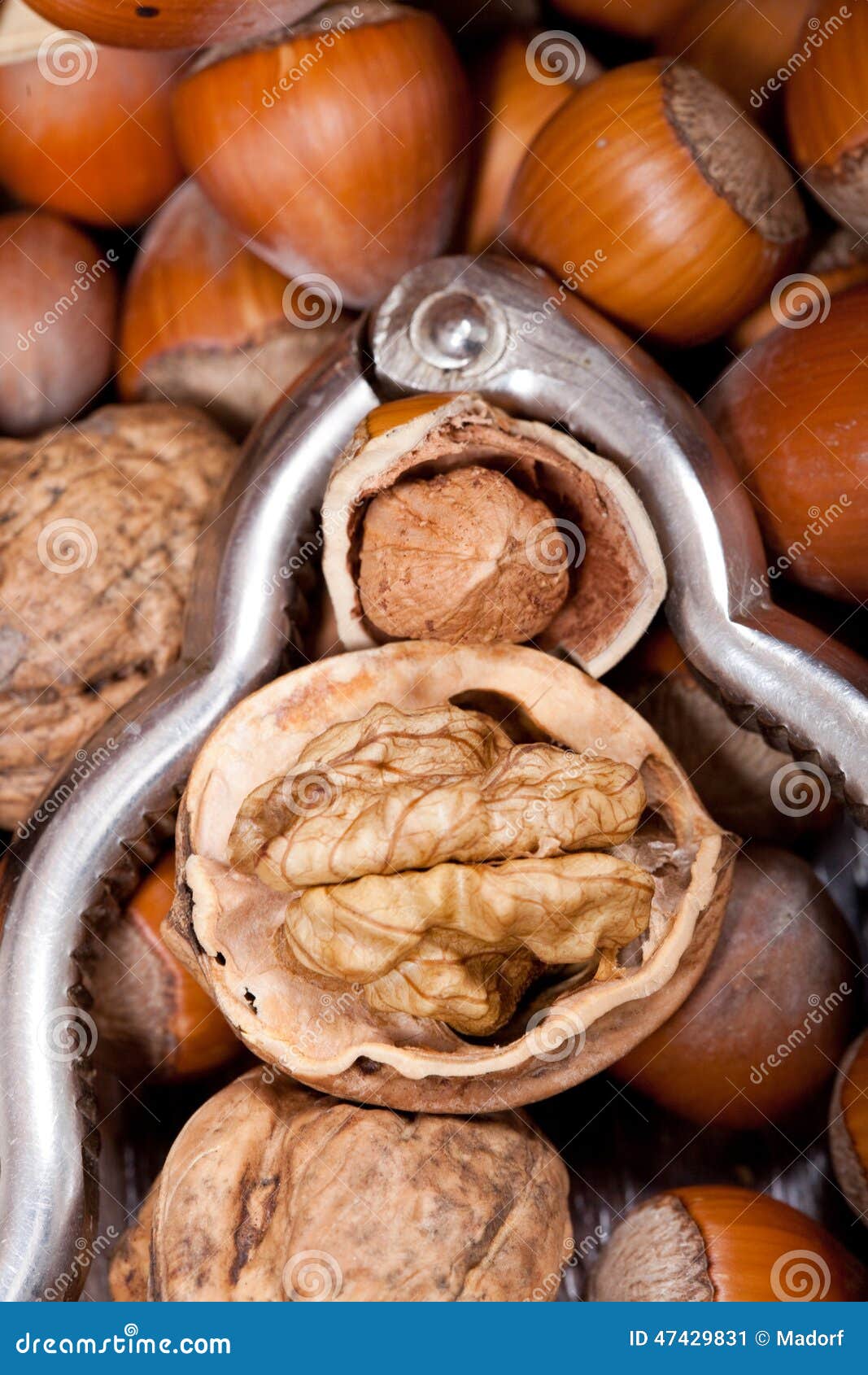 Cracked Hazelnut and Walnut Inside of a Retro Nutcracker Stock Image ...