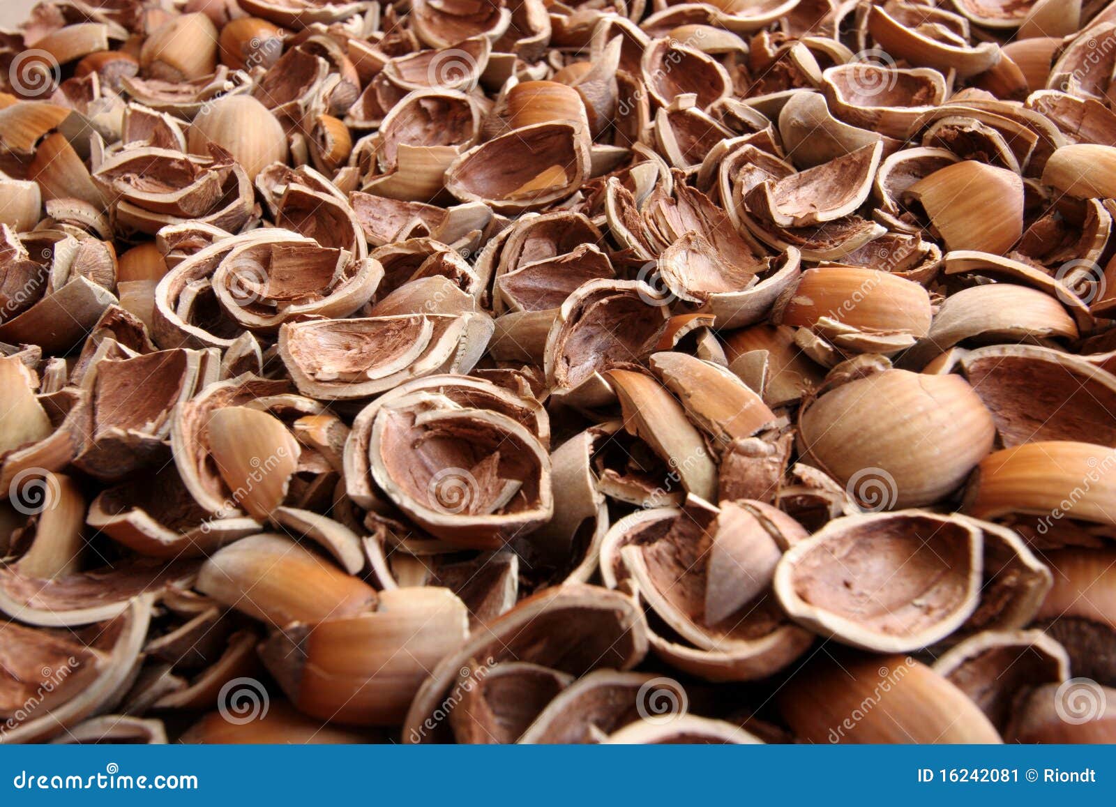 Cracked hazelnuts stock image. Image of fall, closeup - 16242081