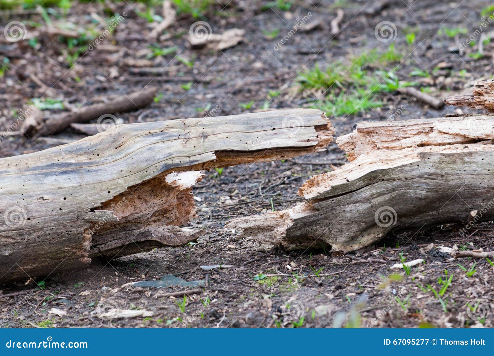 Cracked log stock image. Image of broken, snap, crack - 67095277