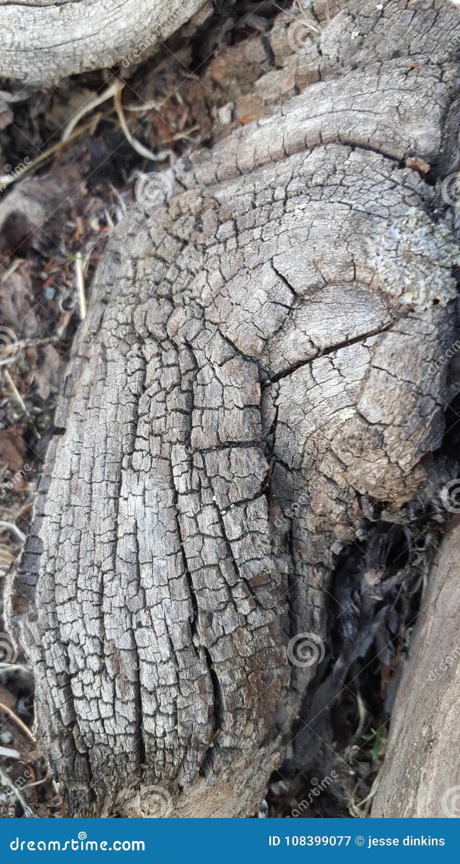 Cracked log 2 stock image. Image of grey, wood, cracked - 108399077