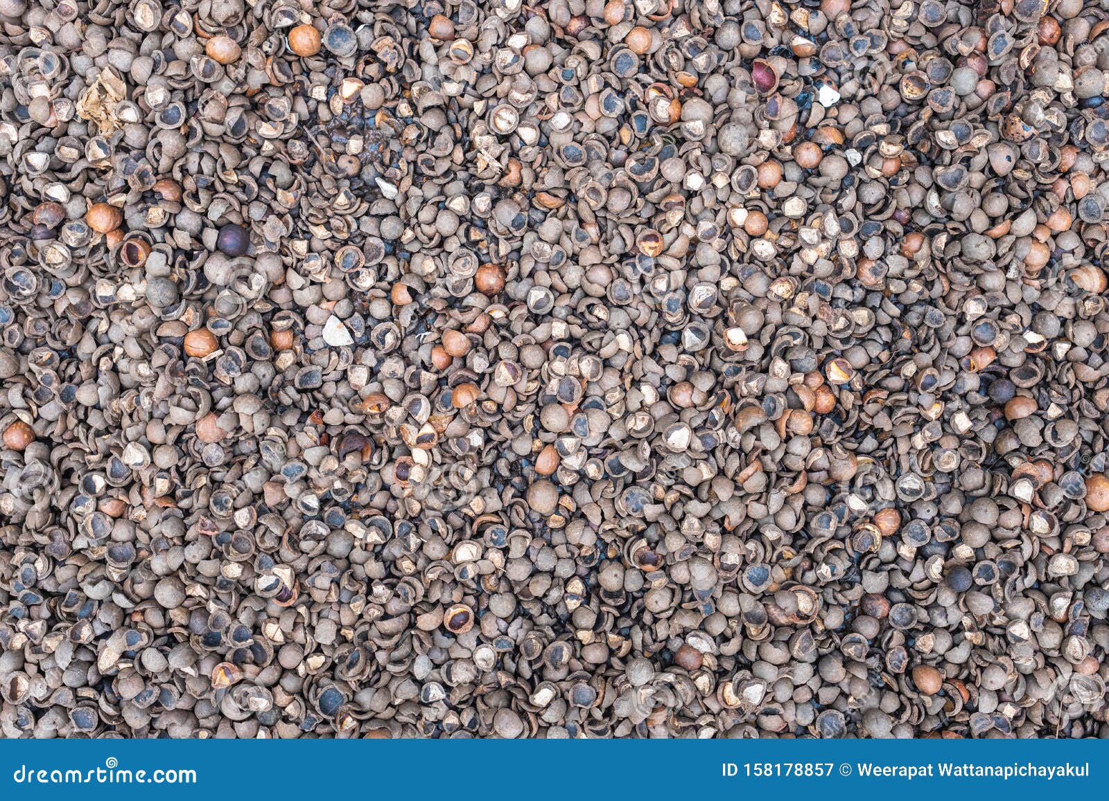 Cracked Macadamia Nut Shells As Road Pavement Material Stock Image ...
