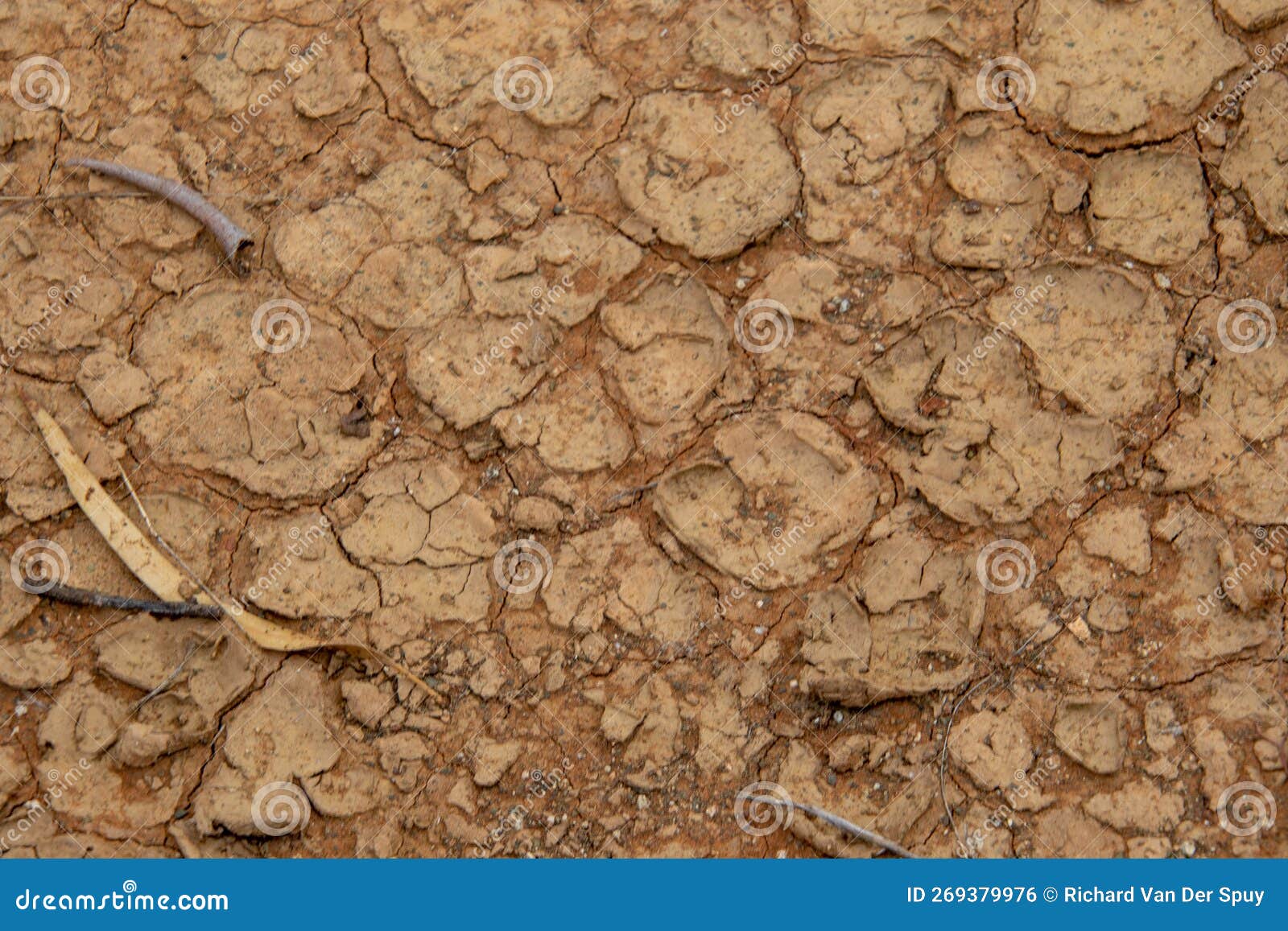 Cracked Mud Evidence of a Dried-up Water Source Stock Photo - Image of ...