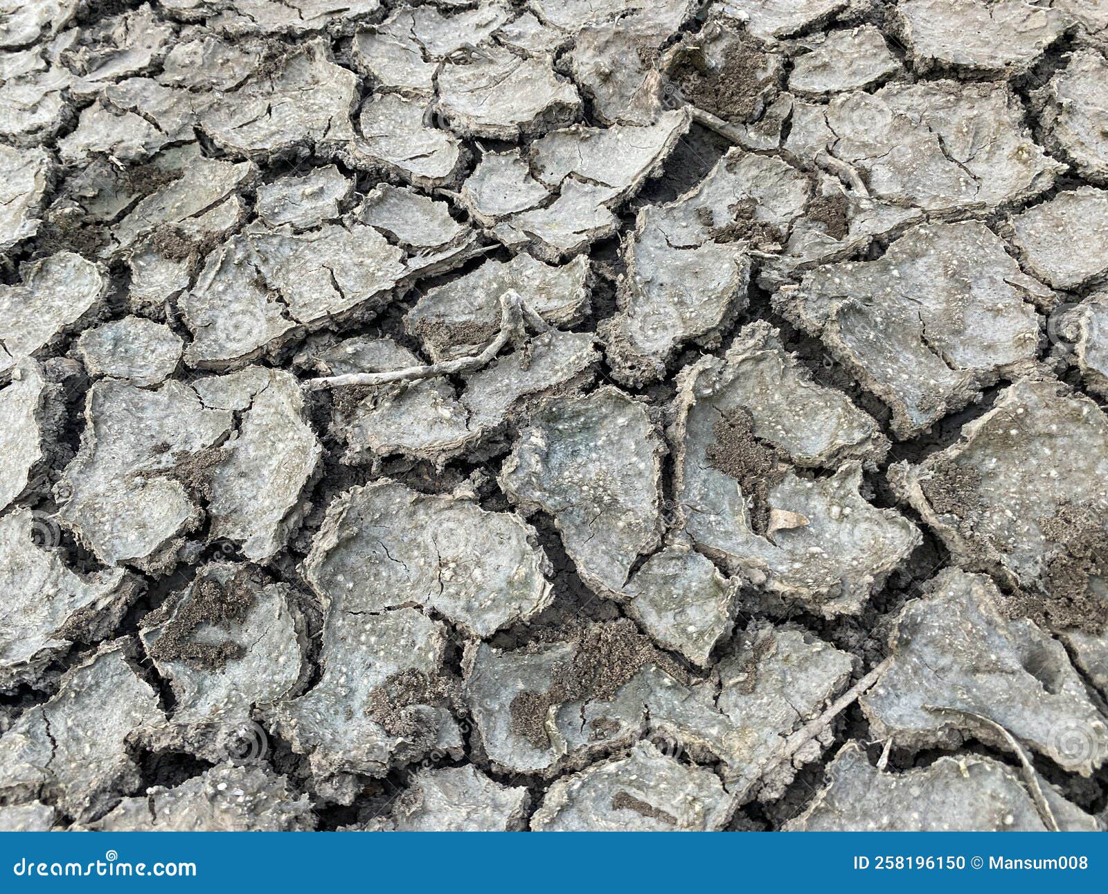 Cracked mud on the ground stock photo. Image of grunge - 258196150