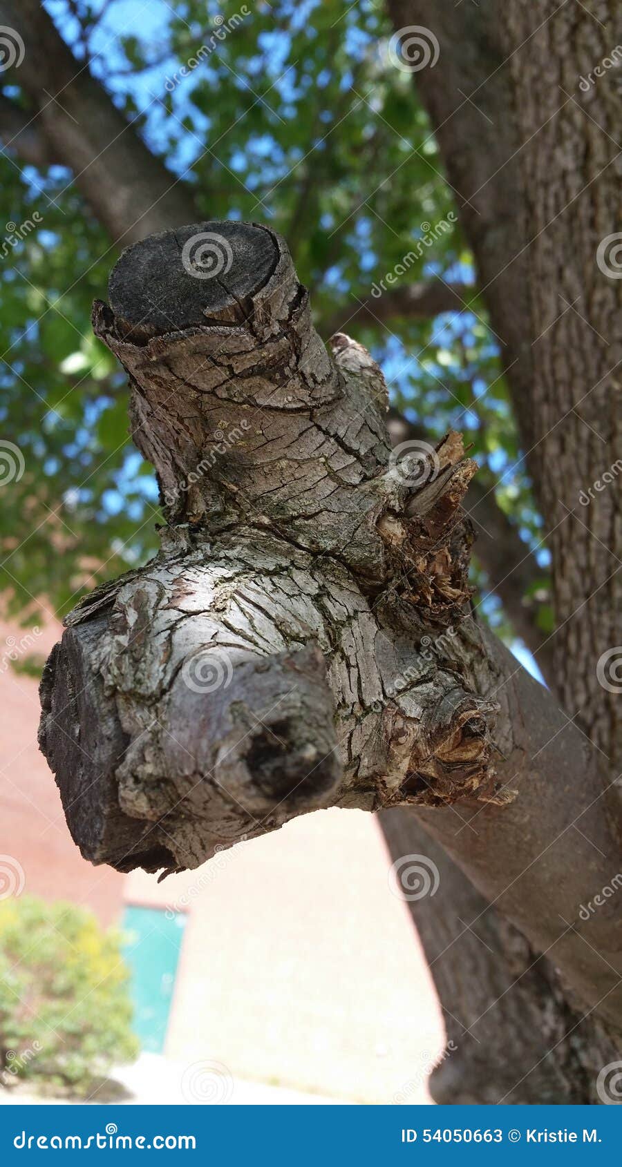 A Stub Of An Old Tree In The Forest Stock Photography | CartoonDealer ...