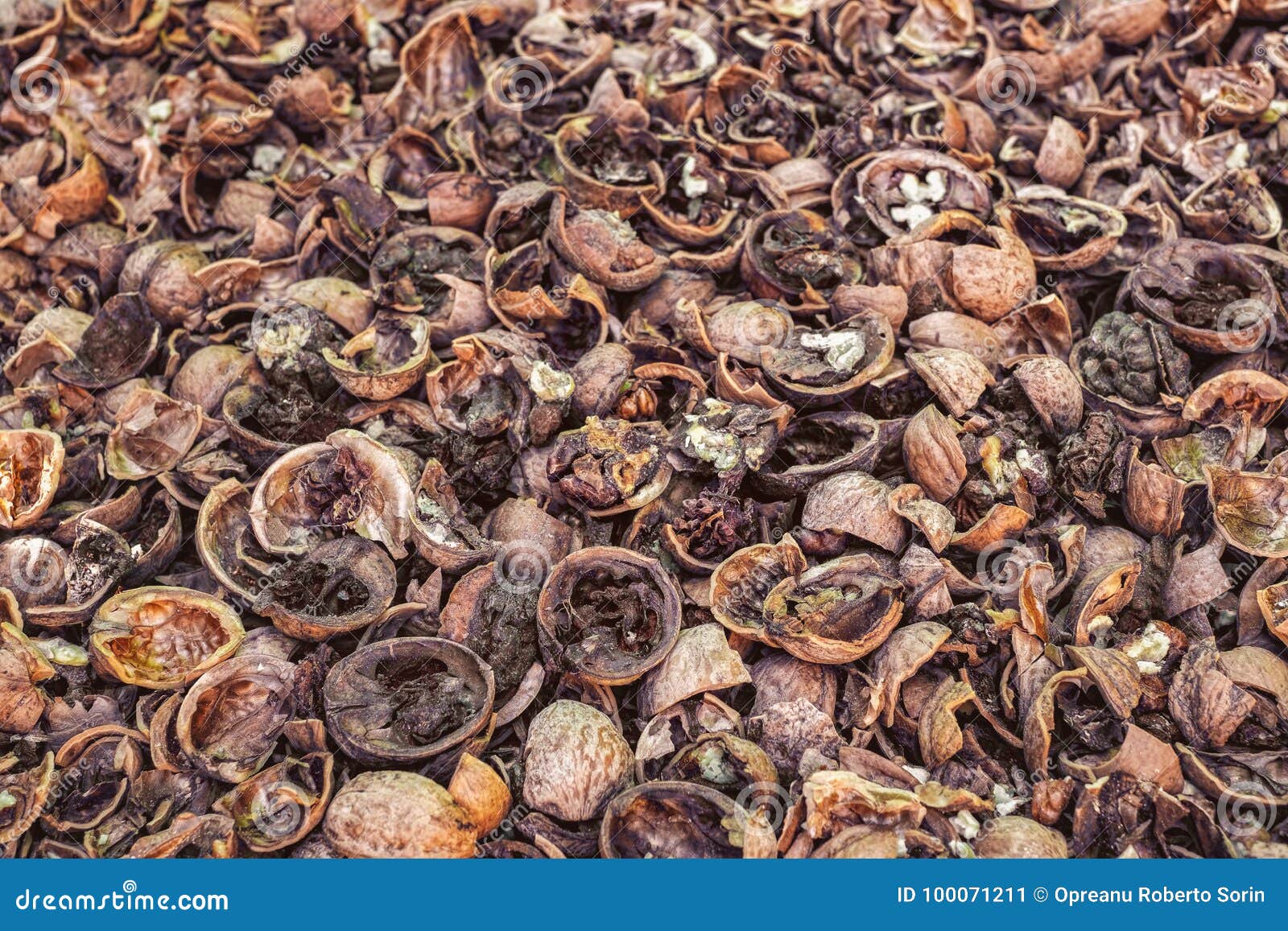 Cracked Nuts Infected with Mold Stock Image - Image of mildew, fruit ...