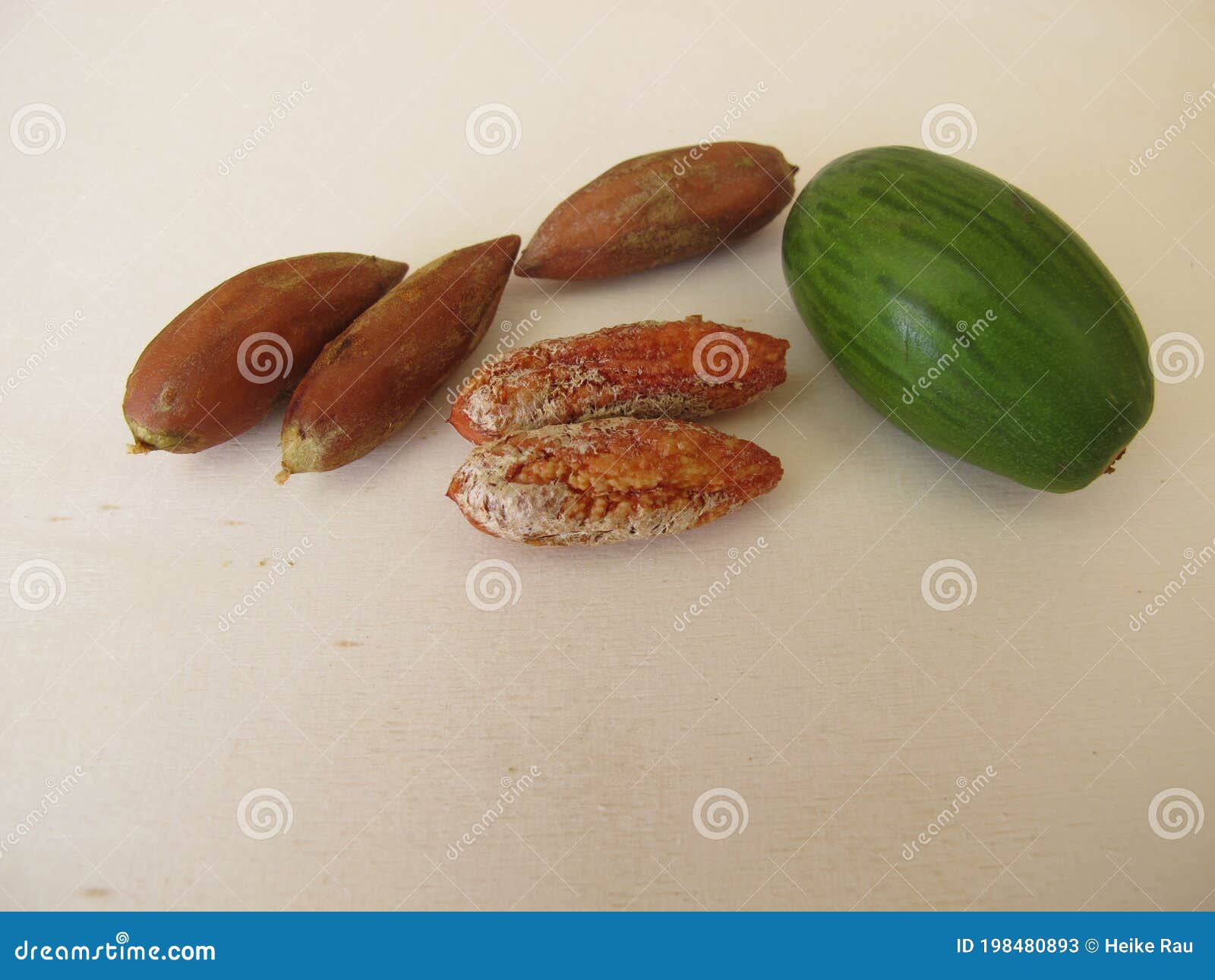 Cracked Nuts from the Japanese Torreya Stock Image - Image of nucifera ...