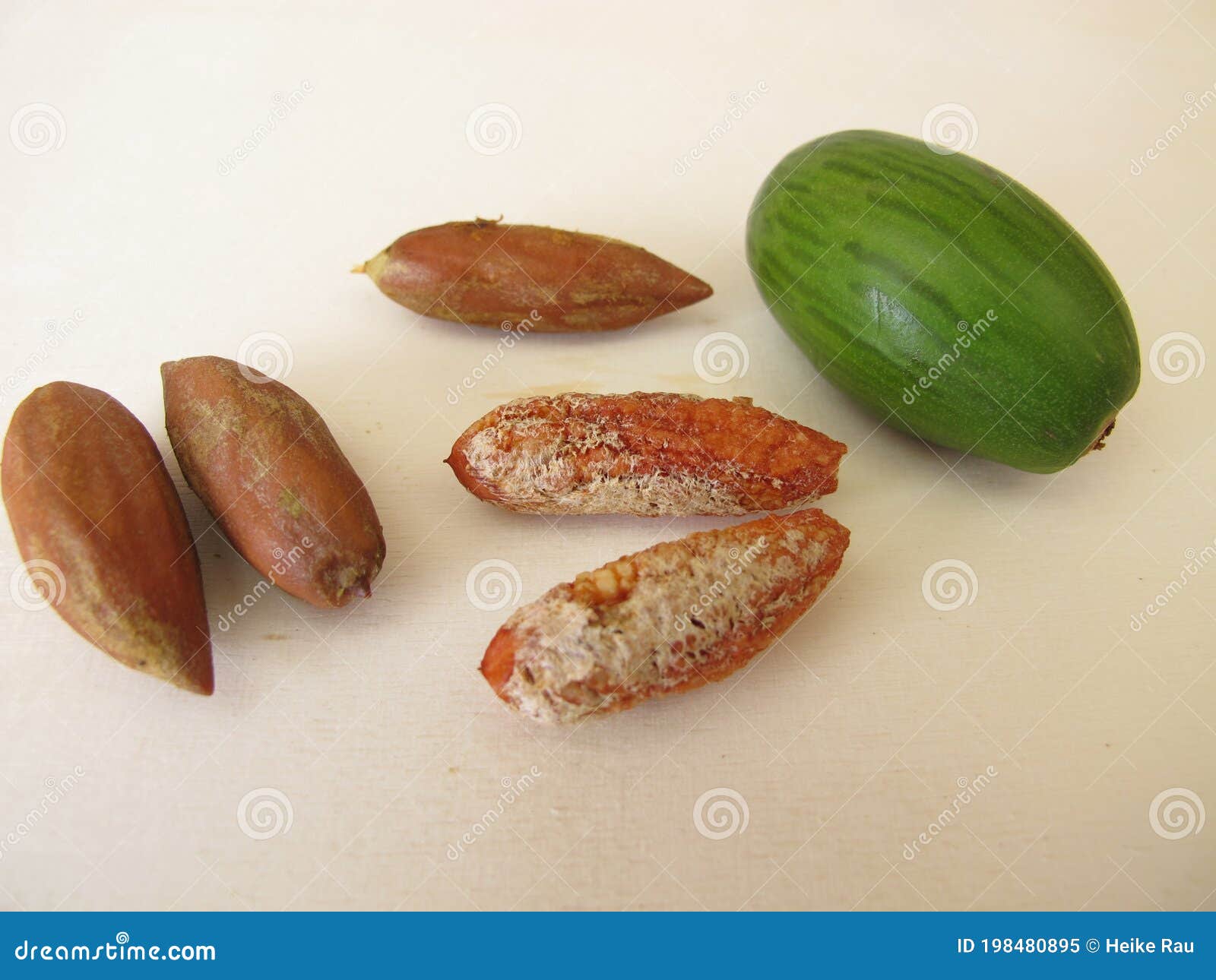 Cracked Nuts from the Japanese Torreya Stock Image - Image of kernels ...