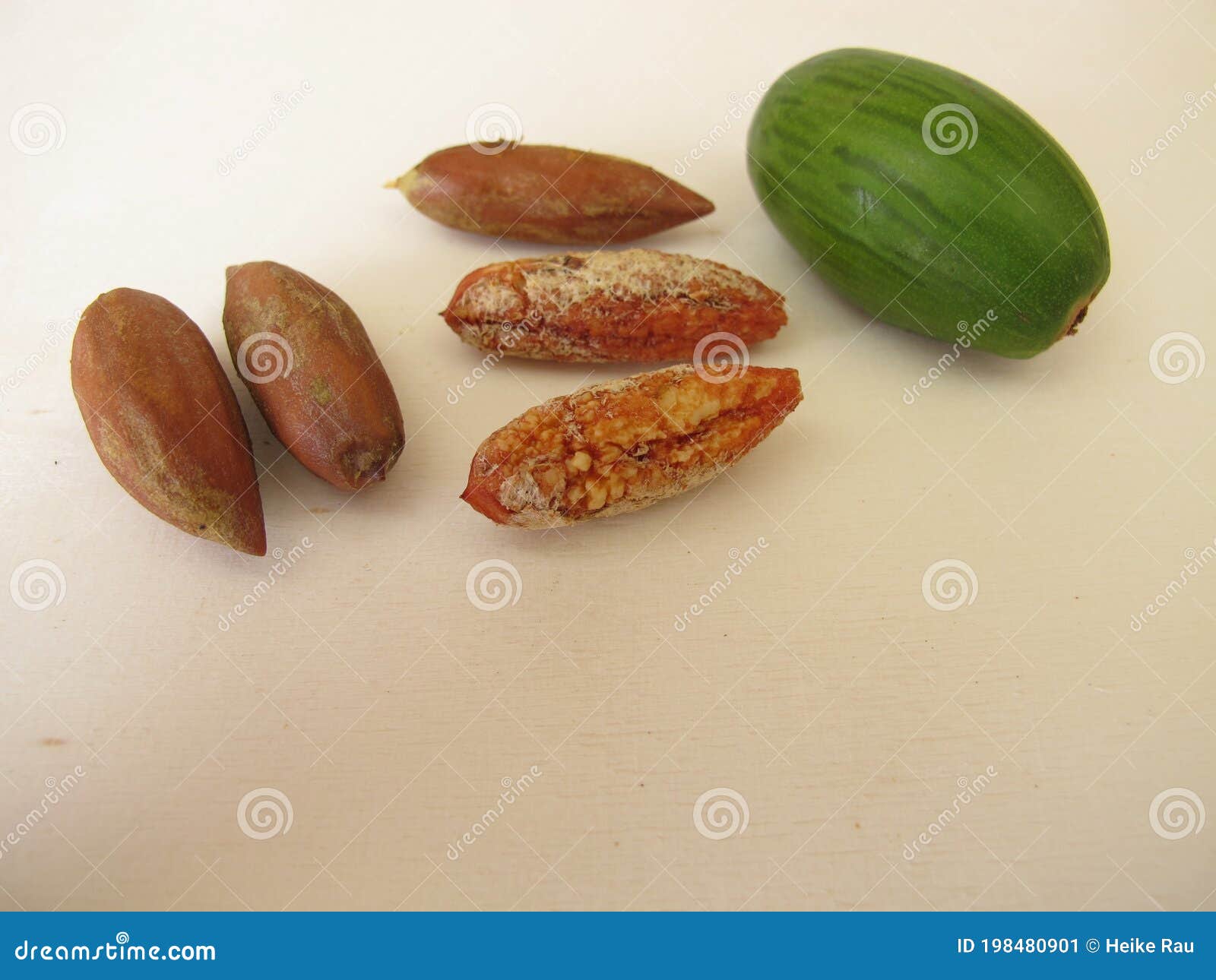 Cracked Nuts from the Japanese Torreya Stock Image - Image of fruits ...