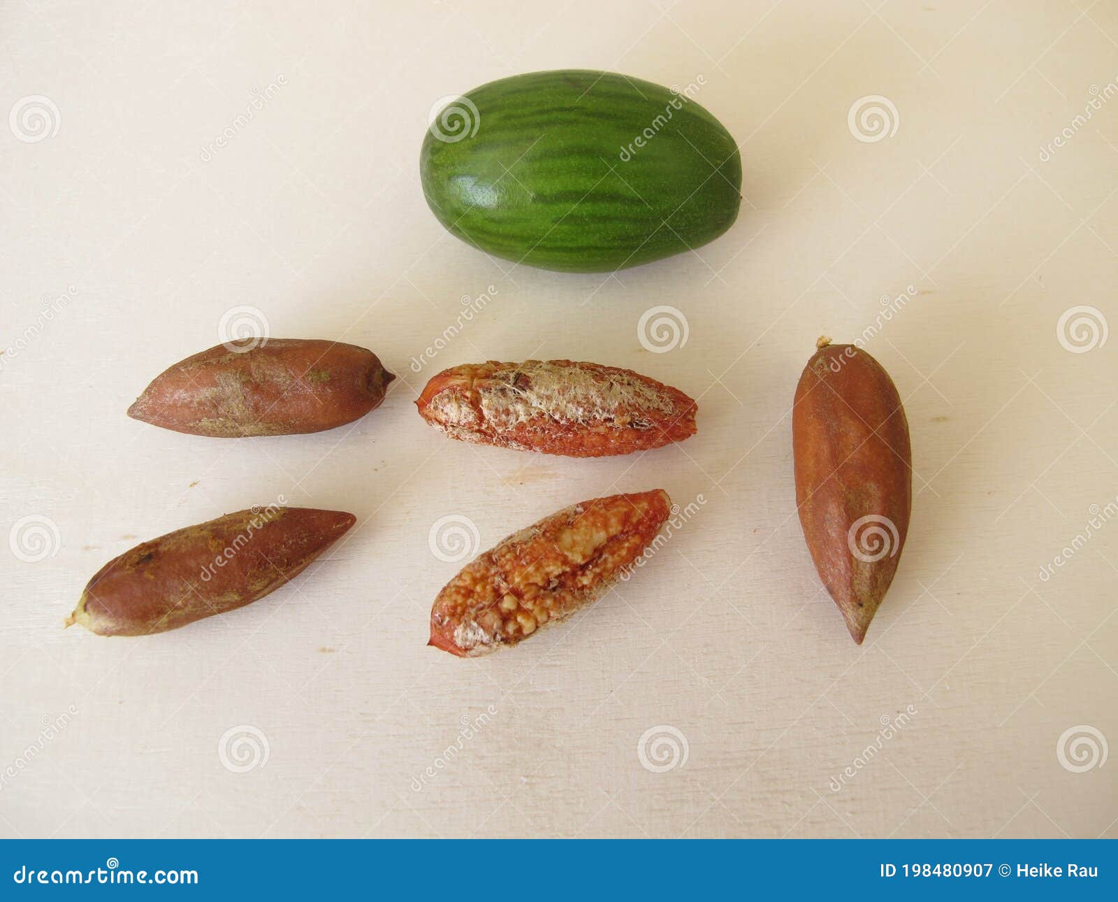 Cracked Nuts from the Japanese Torreya Stock Image - Image of seeds ...