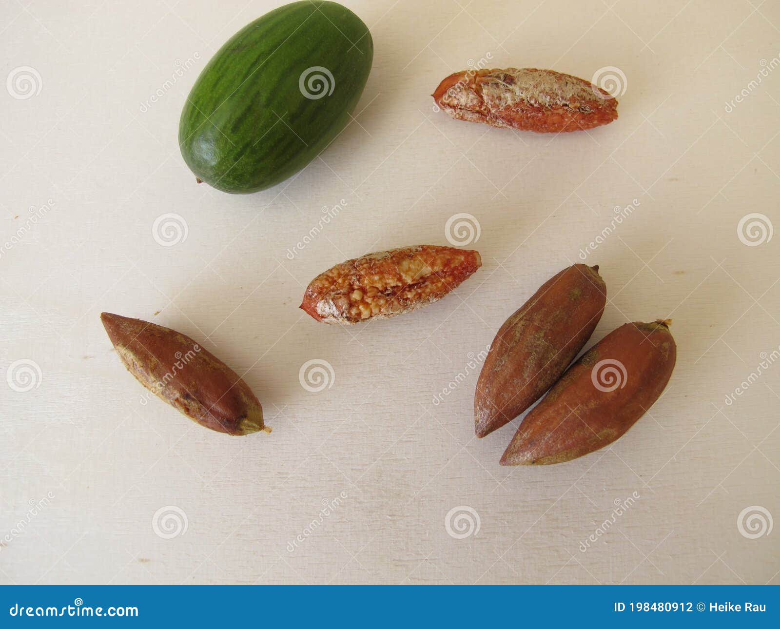 Cracked Nuts from the Japanese Torreya Stock Photo - Image of ...