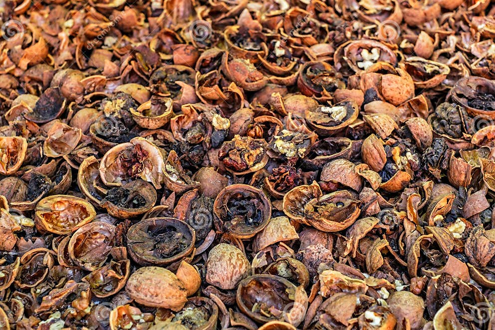 Cracked Nuts Rotten with Mold Stock Photo - Image of dried, kernel ...