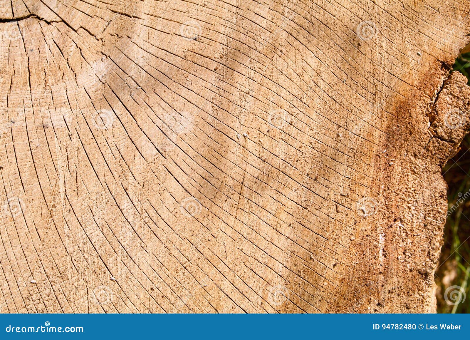 Cracked Oak Log Cross Section Stock Photo - Image of forest ...