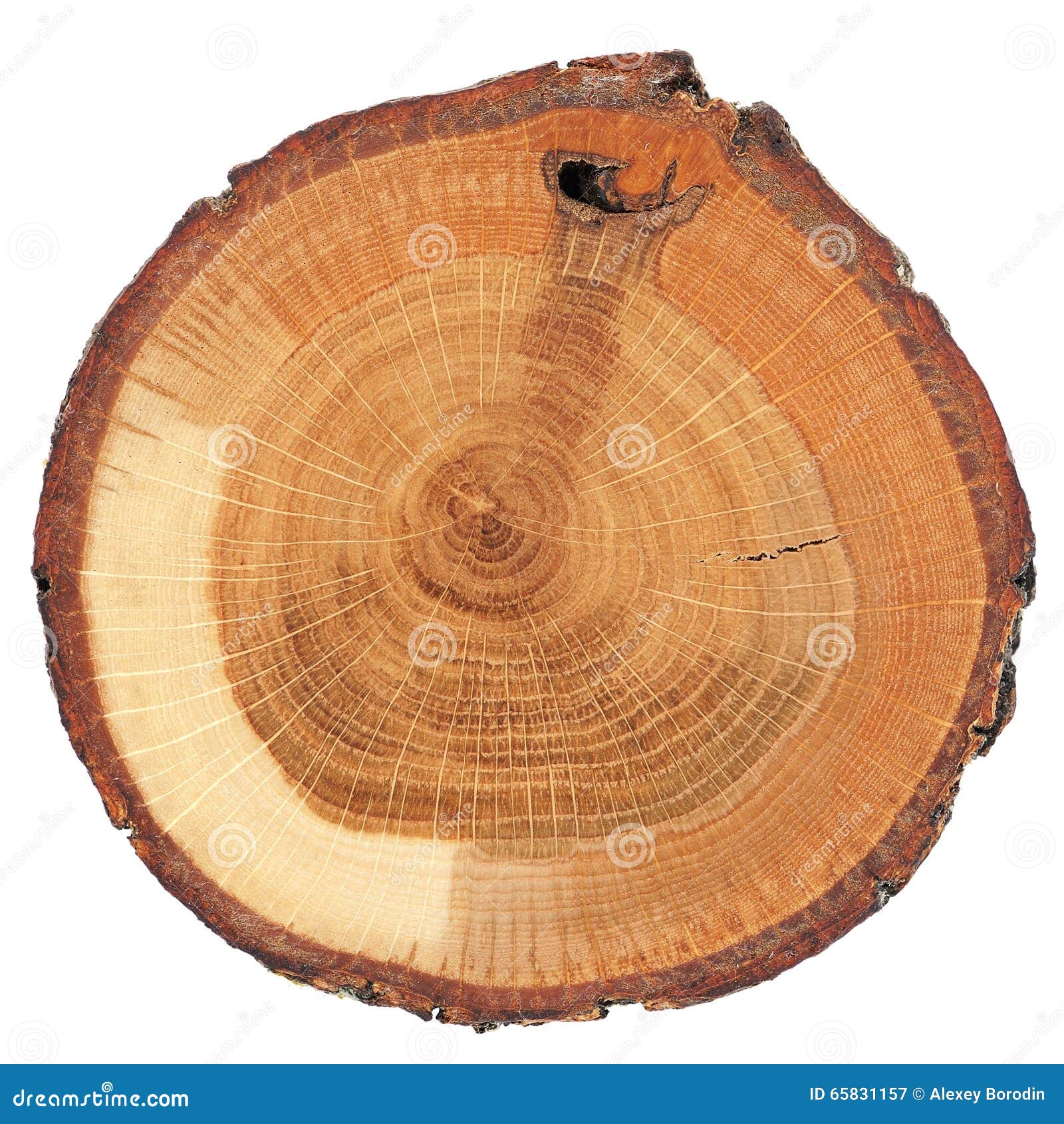 Cracked Oak Split with Bark Isolated Stock Image - Image of detail ...