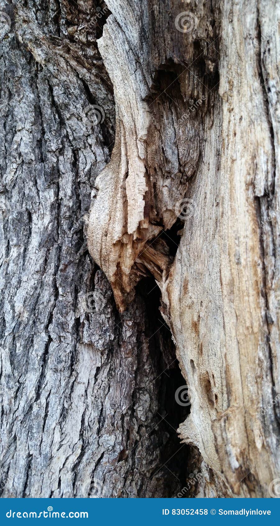 Cracked Oak Tree stock photo. Image of foliage, live - 83052458