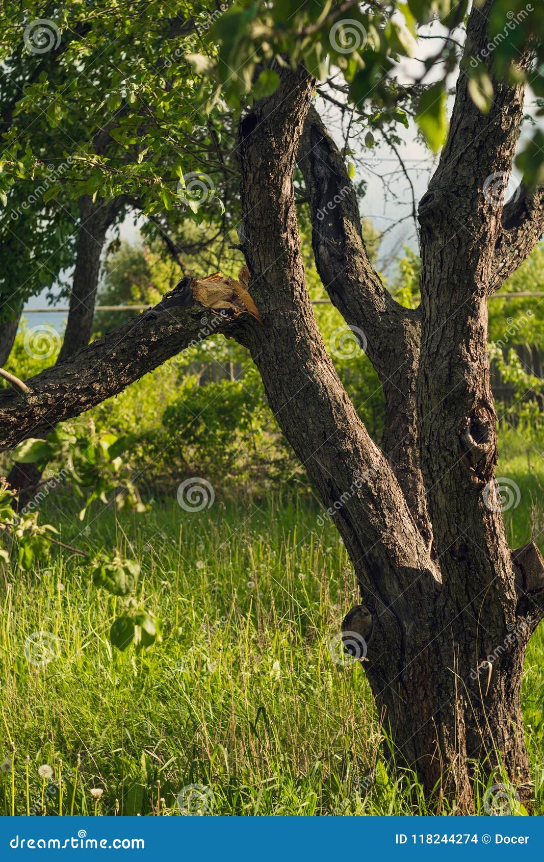 Cracked old tree stock photo. Image of rural, foliage - 118244274