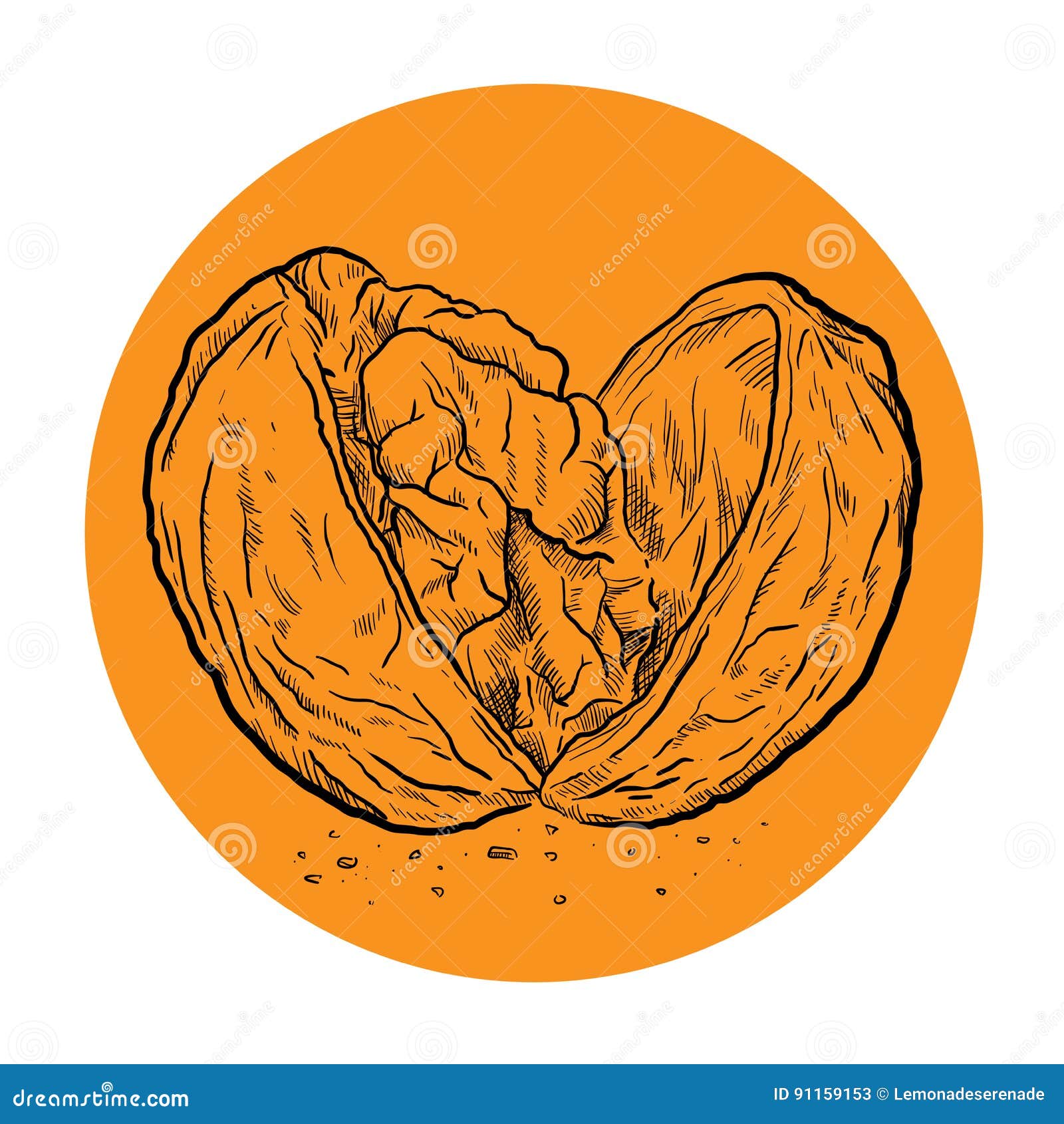 Walnut Sketch Hand Drawing. Vector Illustration | CartoonDealer.com ...