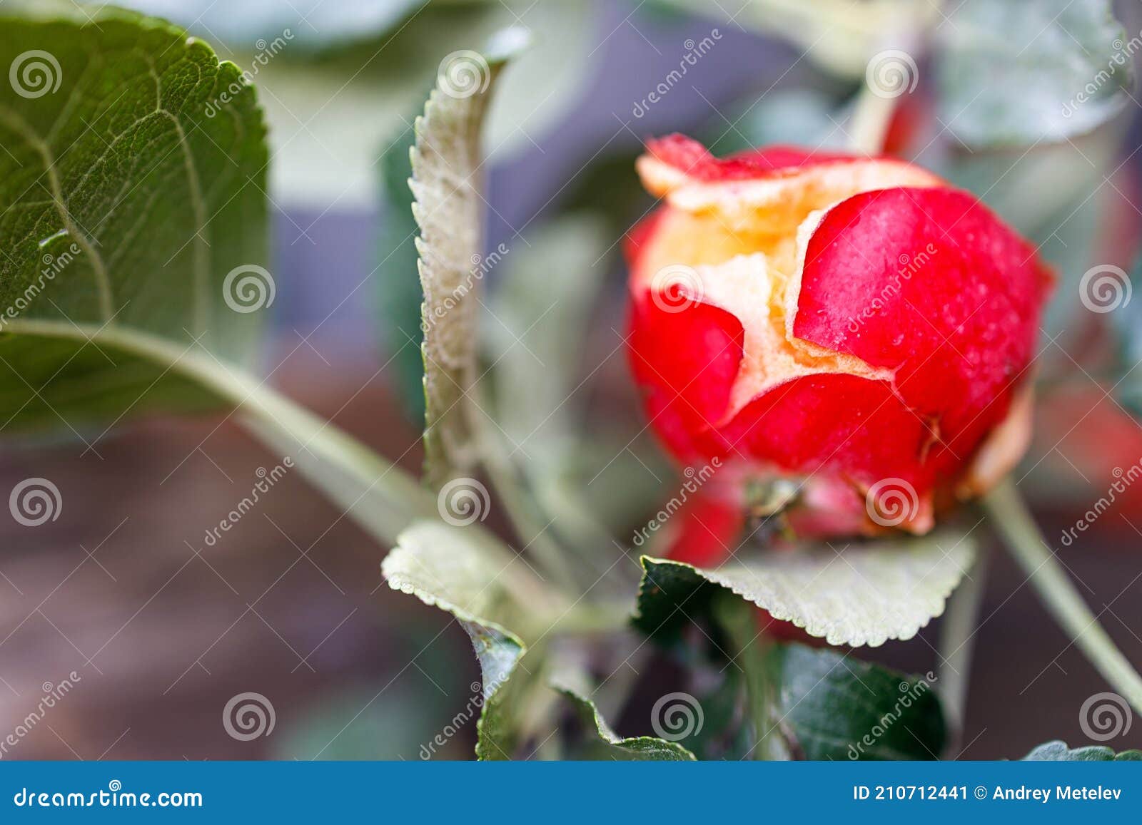 A Cracked Overripe Apple on a Tree Branch Stock Image - Image of apple ...