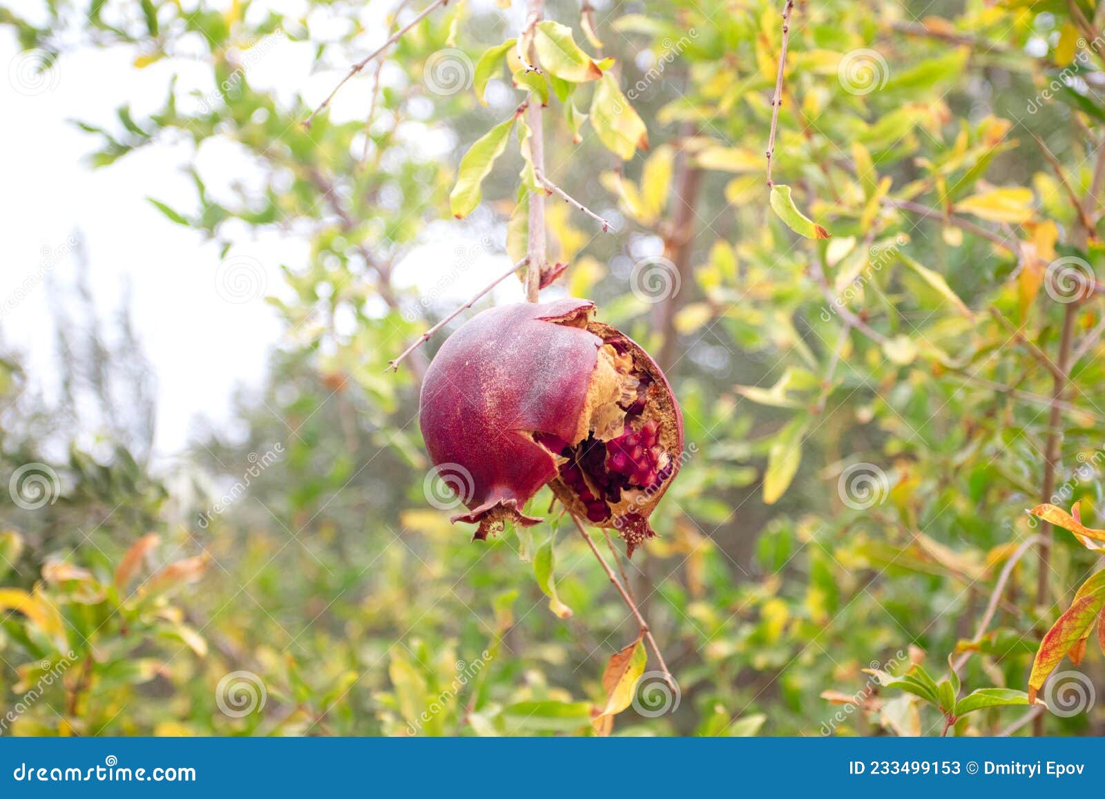 Cracked Overripe Ripe Pomegranate on a Branch Stock Image - Image of ...