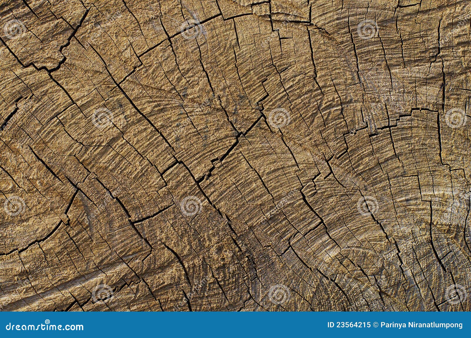 Cracked Pattern of Log stock image. Image of macro, history - 23564215