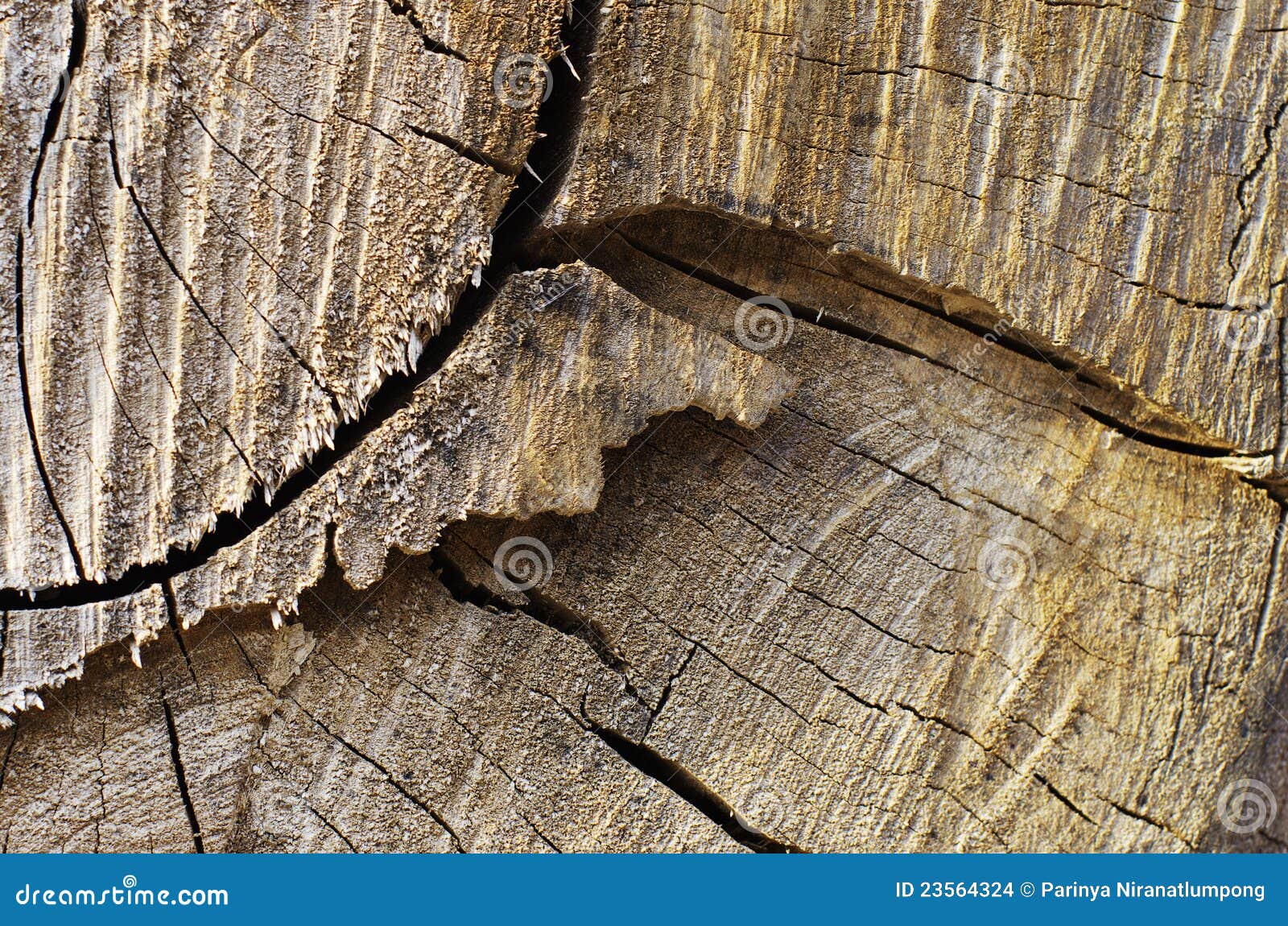 Cracked Pattern of Log stock photo. Image of board, lumber - 23564324