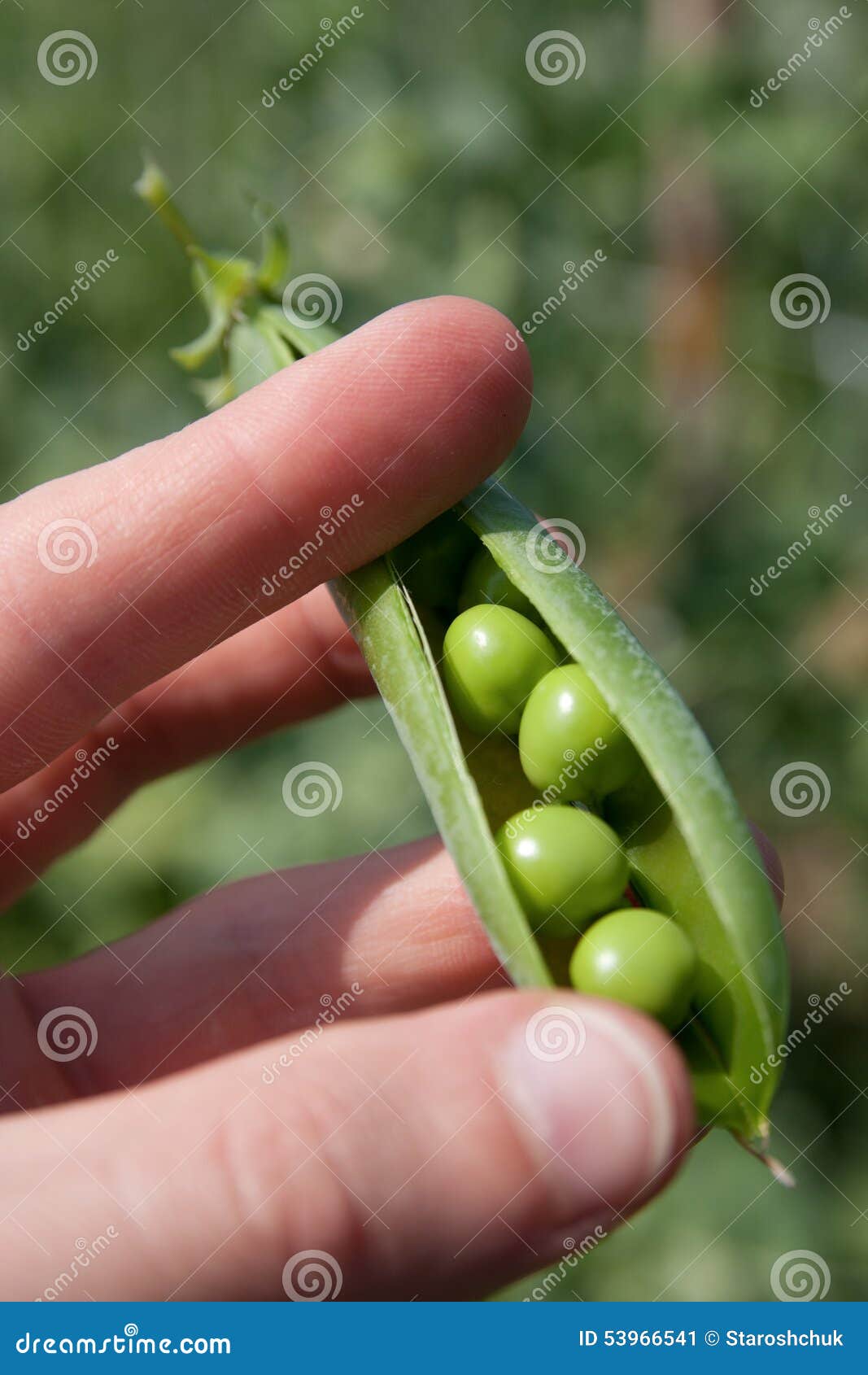 Cracked Pea Pod stock image. Image of harvesting, crack - 53966541