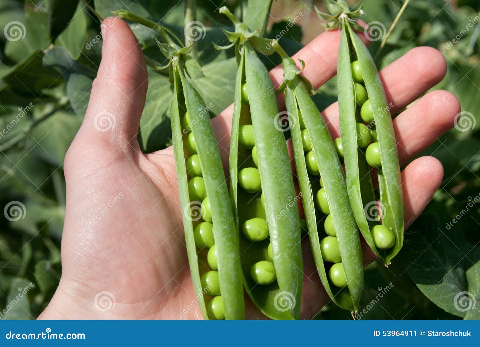 Cracked Pea Pods stock image. Image of human, agriculture - 53964911