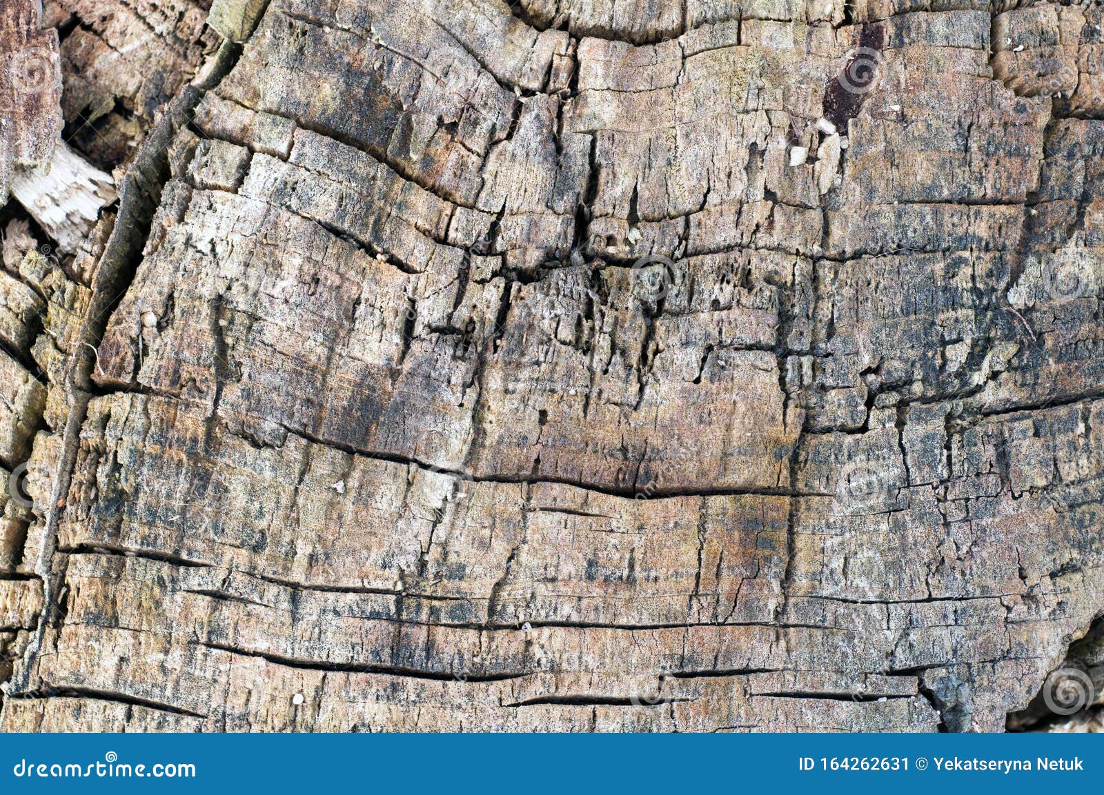 Cracked Pine-tree Trunk in Cross Section Stock Image - Image of ring ...