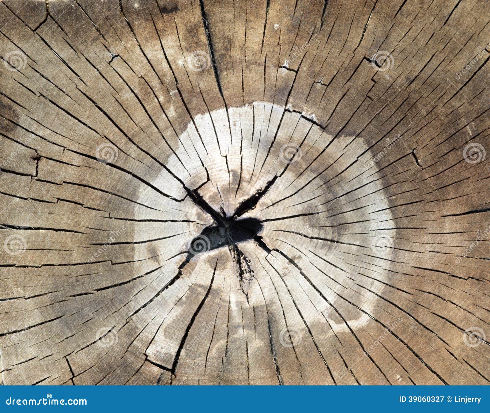 Cracked Pine-tree Trunk in Cross Section Stock Image - Image of ...