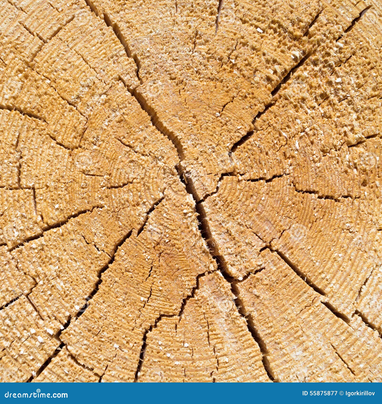Cracked Pine-tree Trunk in Cross Section Stock Image - Image of circle ...