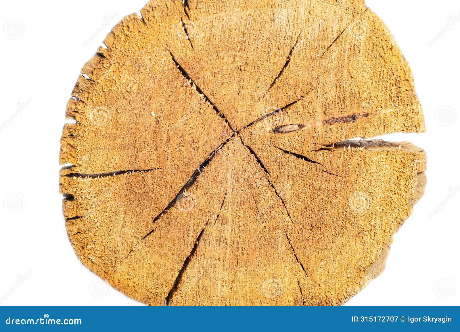 Cracked Ring of a Wooden Log. Close-up on a White Background Stock ...