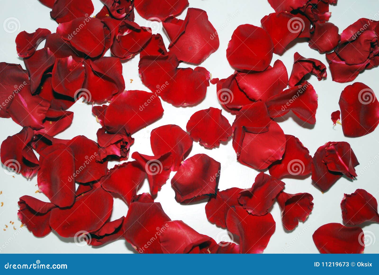 Cracked rose stock image. Image of group, drop, petal - 11219673
