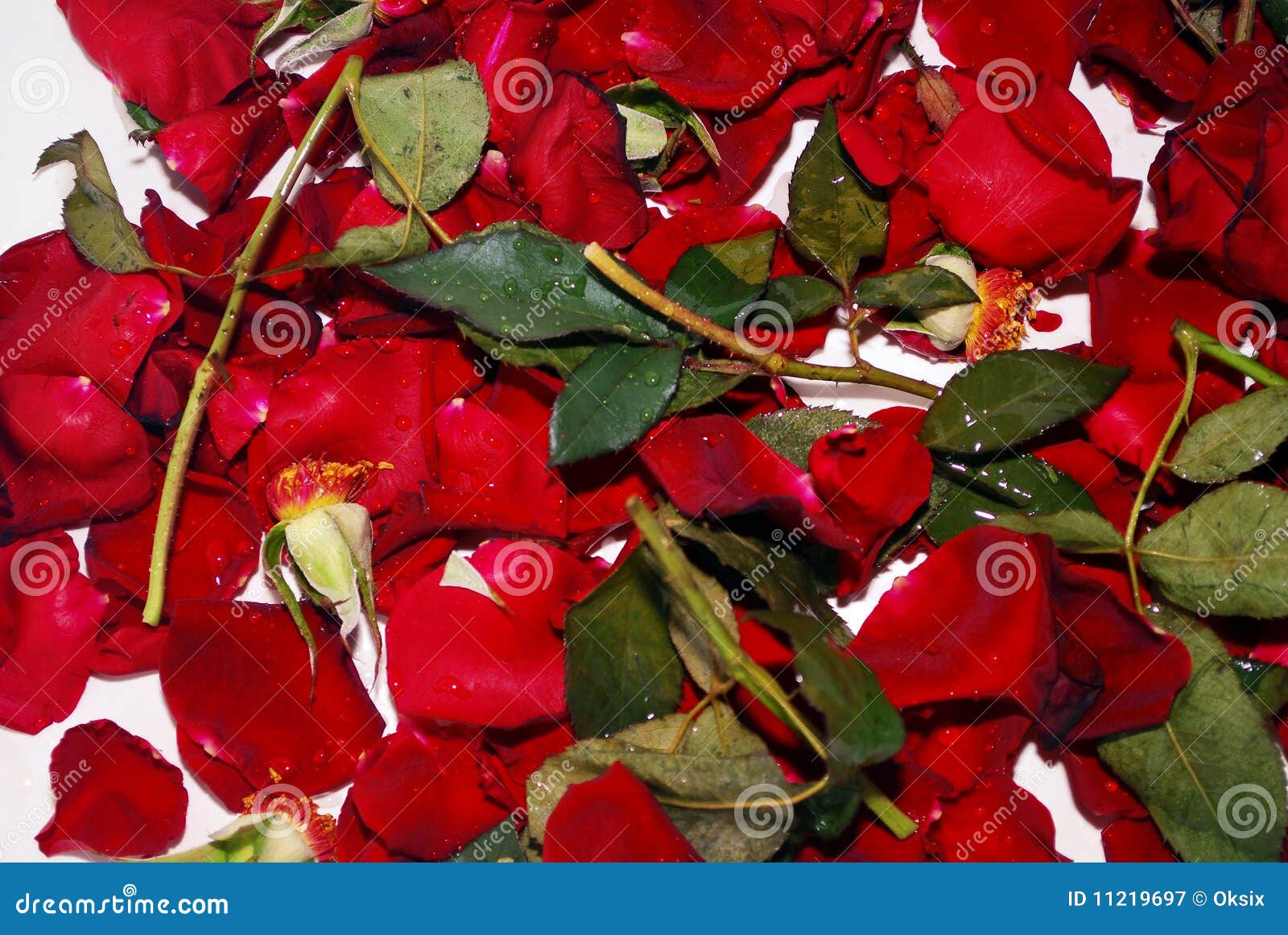 Cracked rose stock image. Image of group, green, isolated - 11219697