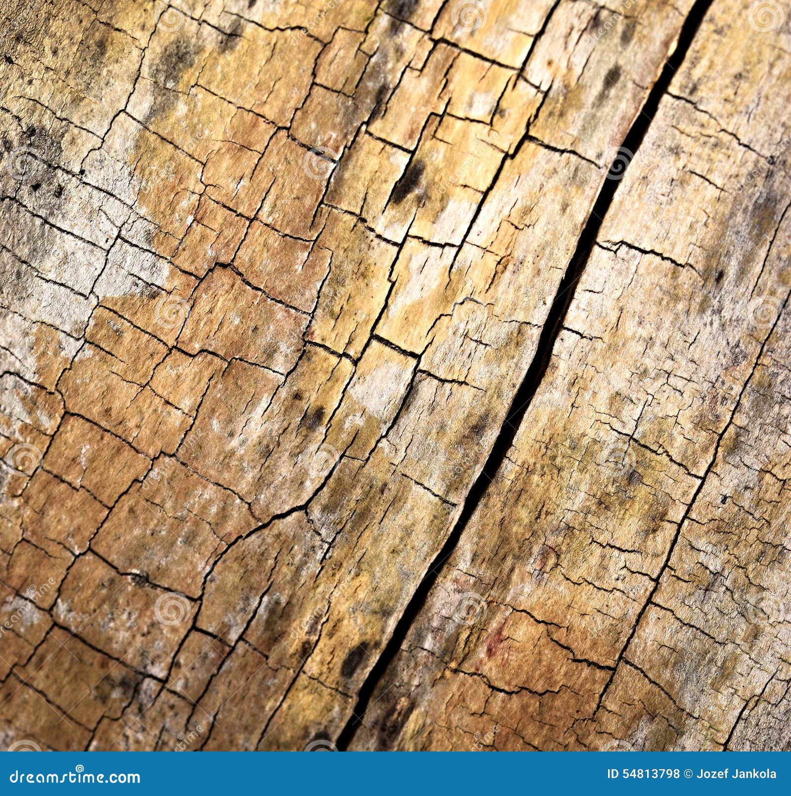 Cracked rotten wood stock photo. Image of forest, abstract - 54813798