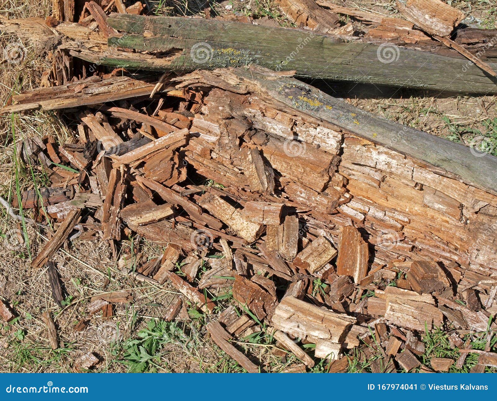 Rotten log stock image. Image of fall, ground, country - 167974041