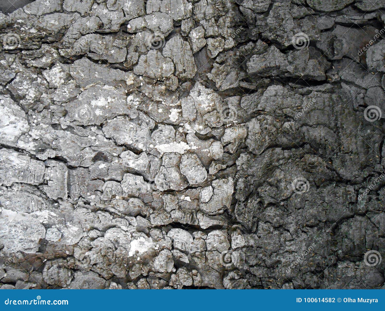 Cracked Scaly Texture of Bark Stock Photo - Image of brown, park: 100614582
