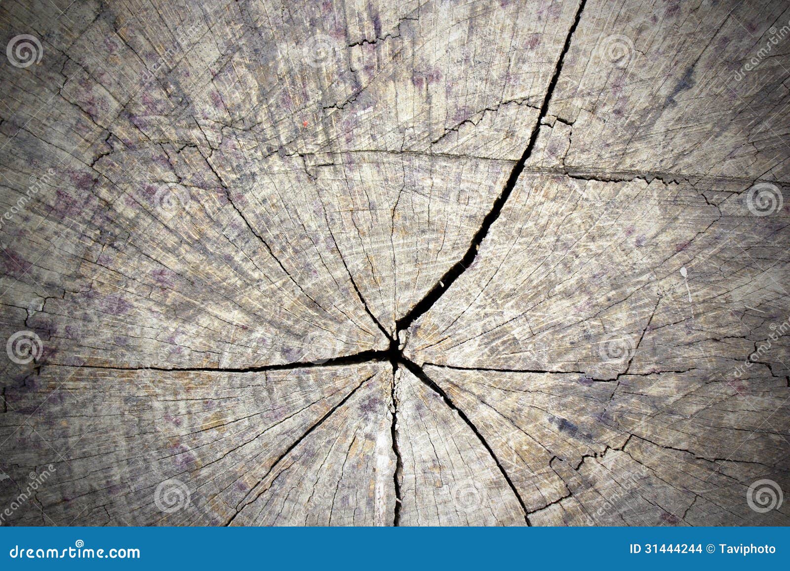 Cracked Section of Tree Trunk Stock Photo - Image of empty, antique ...