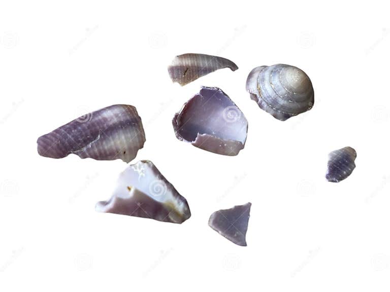 Cracked Shell, Broken Shell, Sea Shell. Stock Illustration ...