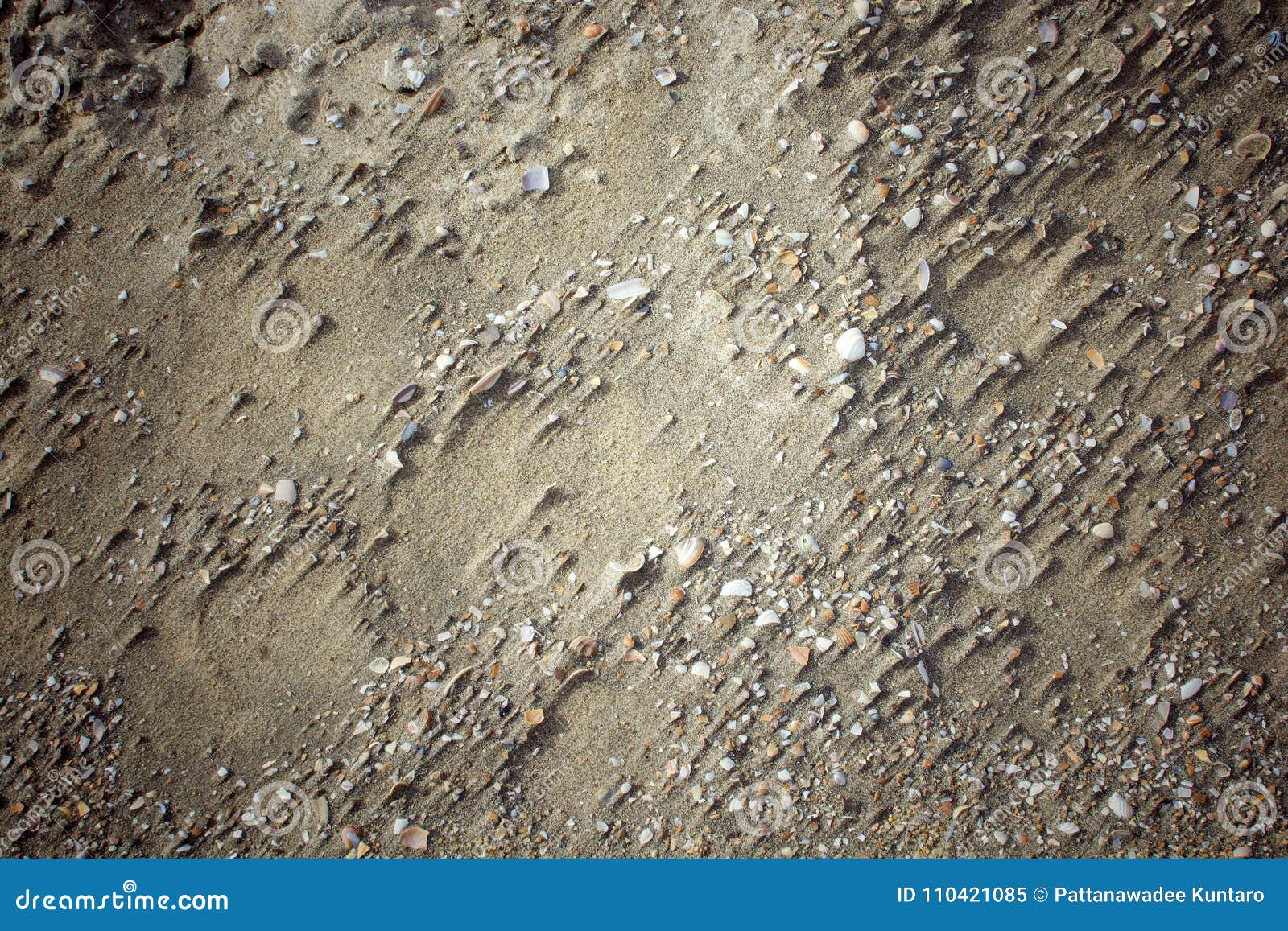 Cracked Shell Lying in the Beach Sand, Environment Concept Stock Image ...
