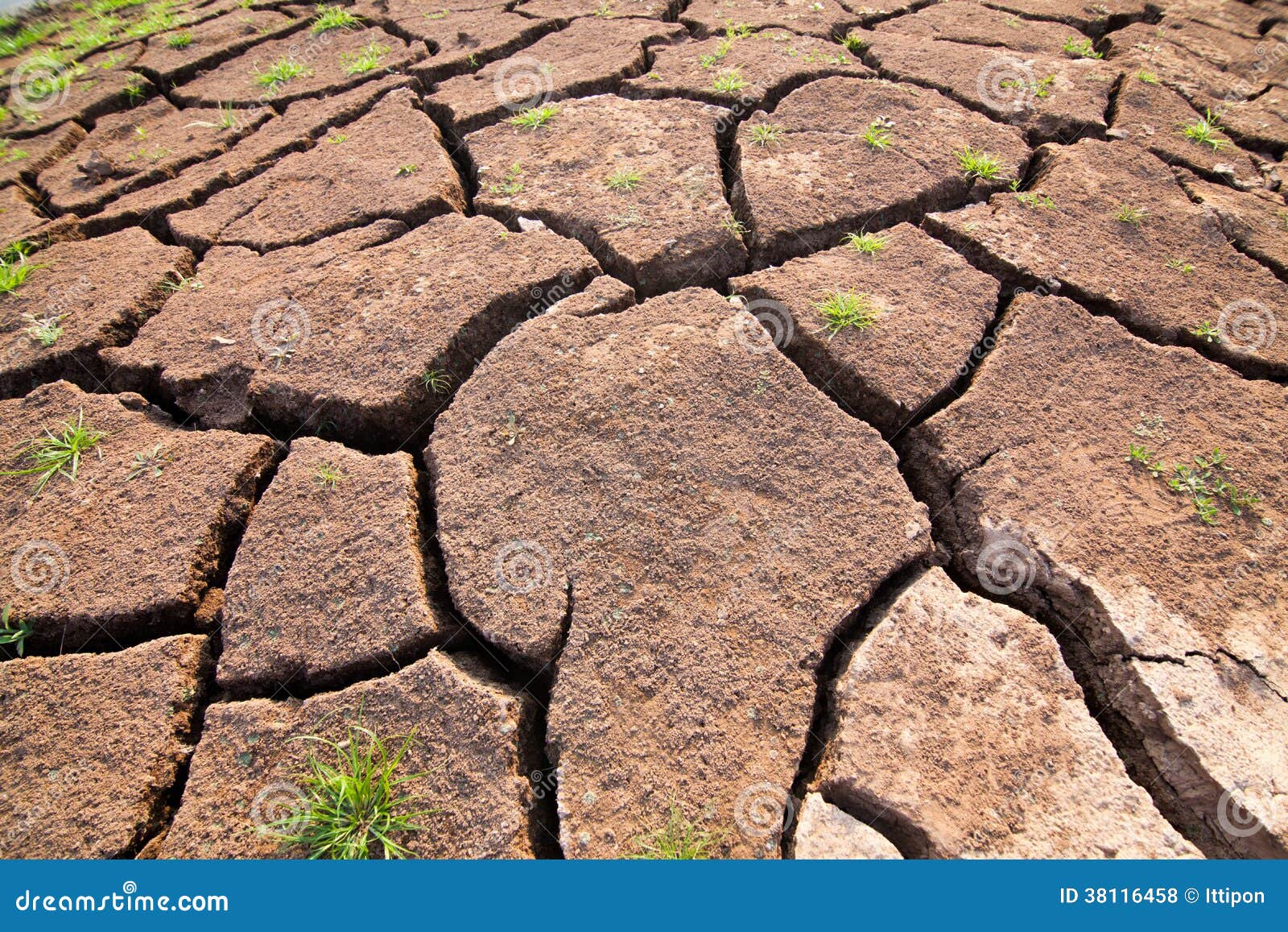 Cracked soil stock photo. Image of plant, dirty, background - 38116458
